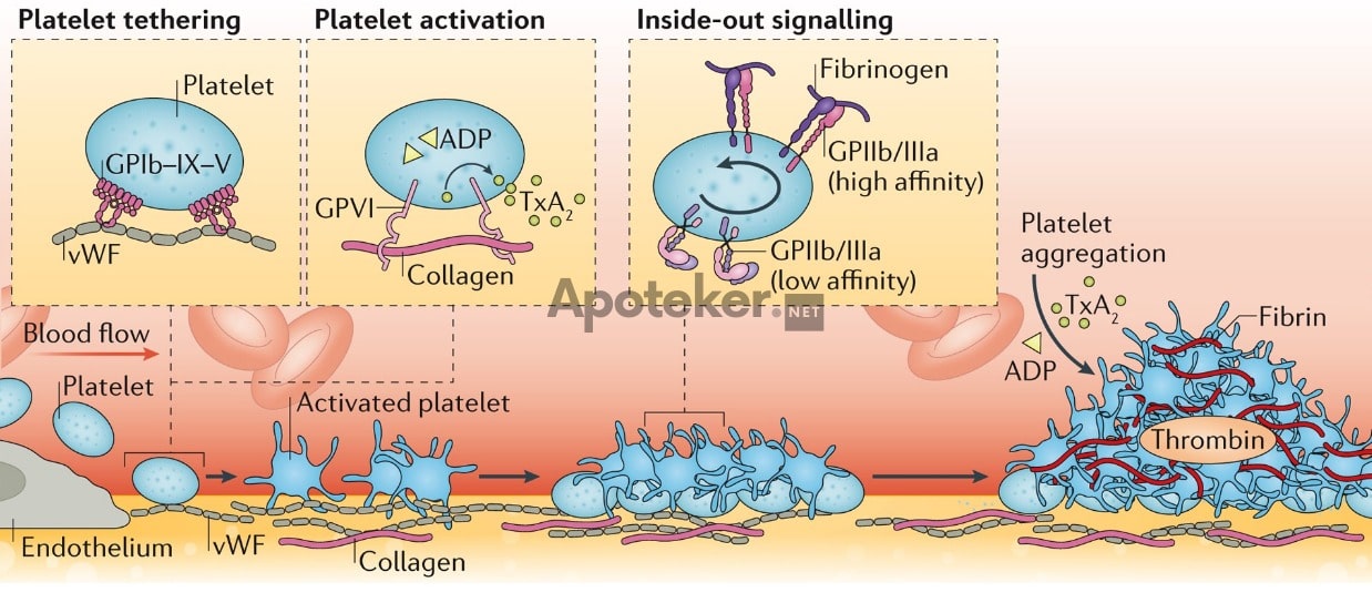 Antiplatelet - Sistem Kardiovaskuler - Blog Apoteker.Net