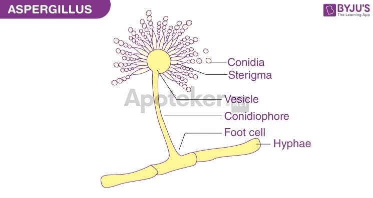 Mengenal Infeksi akibat Jamur Aspergillus